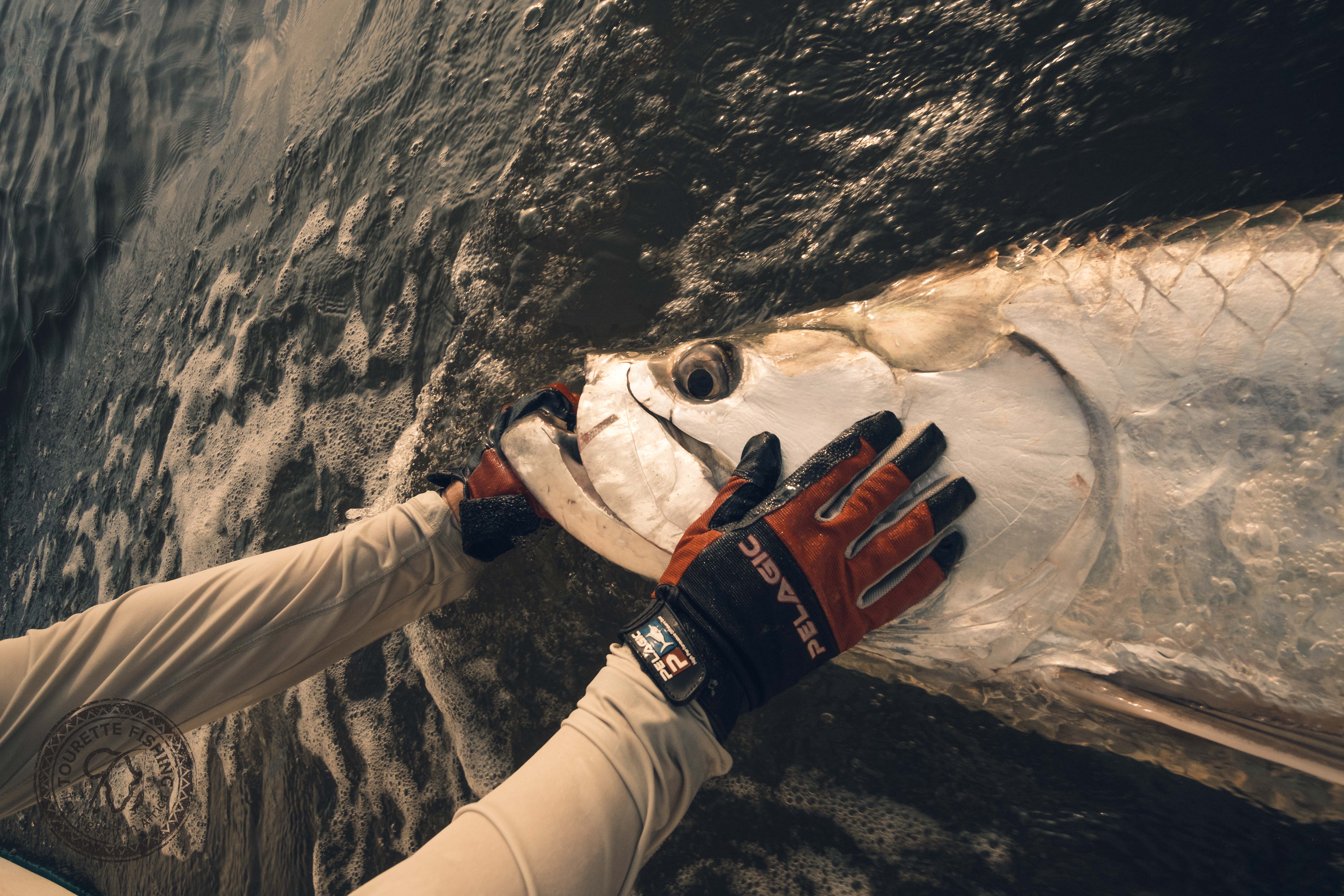 Trout Species and Fishing Guide: Techniques for Every Trout